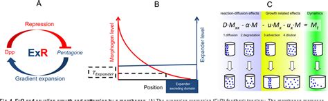 Figure 2 From Scaling Morphogen Gradients During Tissue Growth By A Cell Division Rule