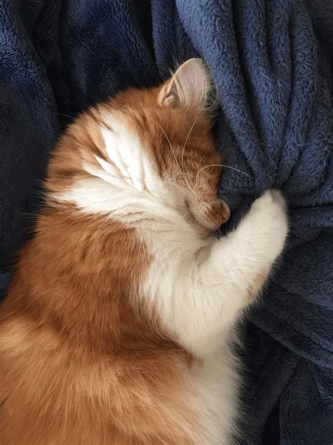 Comforter Huggin Kitty Napper Rcatfaceplant