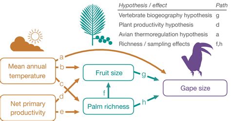 Hypothesised Direct And Indirect Links Between Climatic Variables Palm