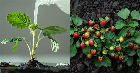 Boosting Early Strawberry Yields With A Simple Homemade Fertilizer