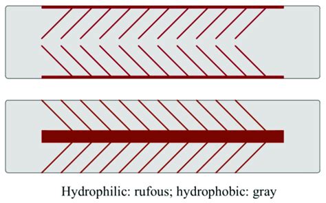 Schematic Detailing Hydrophobic Hydrophilic Patterned Surfaces [76] Download Scientific Diagram