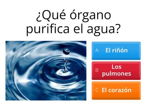 La Importancia Del Agua En El Cuerpo Humano Quiz