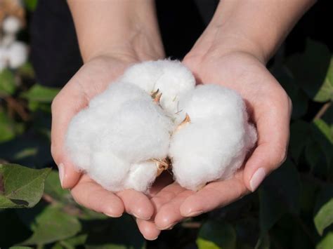 Produção De Algodão No Brasil Tendências E Desafios
