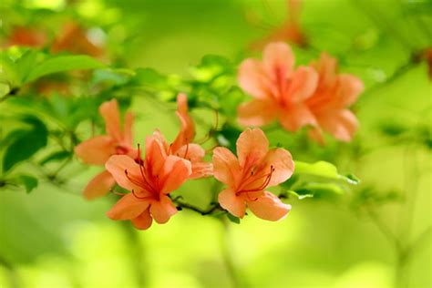 ヤマツツジ cate Flickr