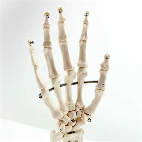 Medical Teaching Models Medical Science Life Size Hand Joint Model Of