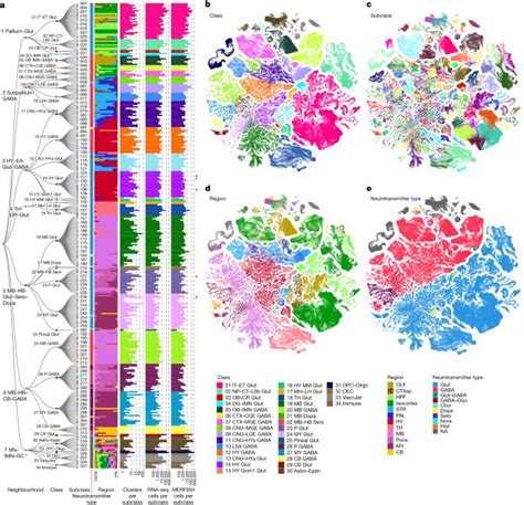 High Resolution Atlas Of Cell Types In Mouse Brain