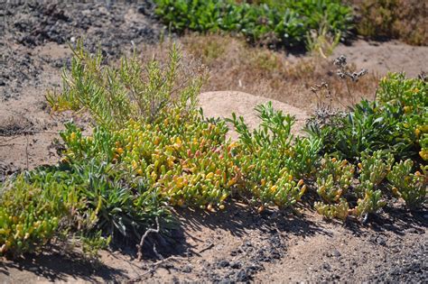 Etnograf A De Fuerteventura Fotos Actuales De Flora