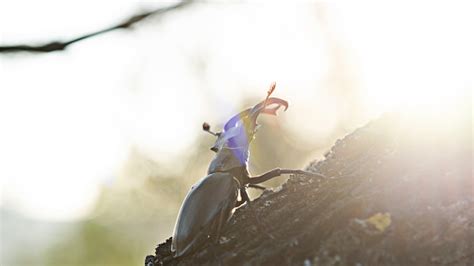나무 사지에 검은 사슴 딱정벌레 루카누스 Cervus 0명에 대한 스톡 사진 및 기타 이미지 0명 가까운 개념 Istock