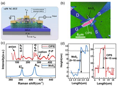 A The Schematic Diagram Of The Cipsmos2 Vdw In Situ Ferroelectric