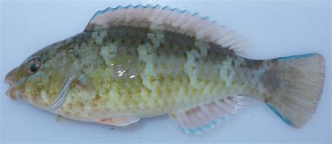 ヒブダイ 2011 05 15 WEB魚図鑑