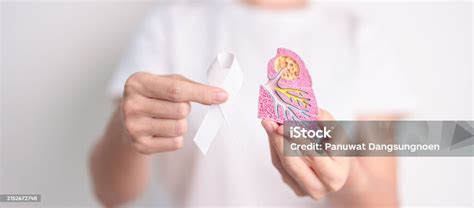 11월 폐암 인식의 달 병원에서 흡연자 폐 해부학 모델과 흰색 리본을 가진 의사 건강 관리와 세계 암의 날 개념 0명에 대한
