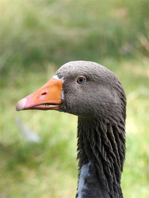 Die Leinegans | PROVIEH