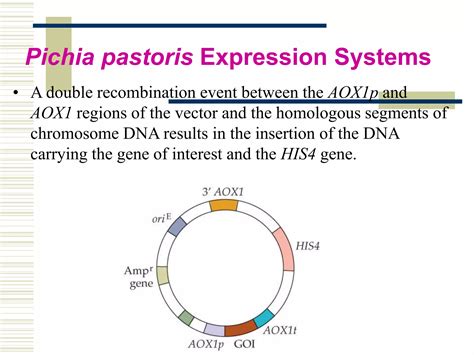 expression system final pptx programming languages computing