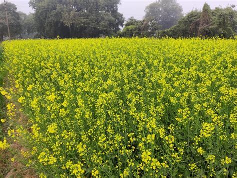 ओले गिरने से सरसों और आलू को नुकसान कृषि विशेषज्ञों ने बताये उपाय