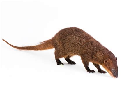 Premium Photo Javan Mongoose Or Small Asian Mongoose Herpestes