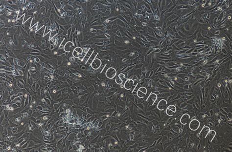 小鼠原代心房心肌细胞 原代细胞 Str细胞 细胞培养基 镜像绮点生物