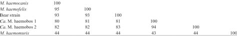 Similarity Matrix Showing Nucleotide Sequence Homology Among The Its