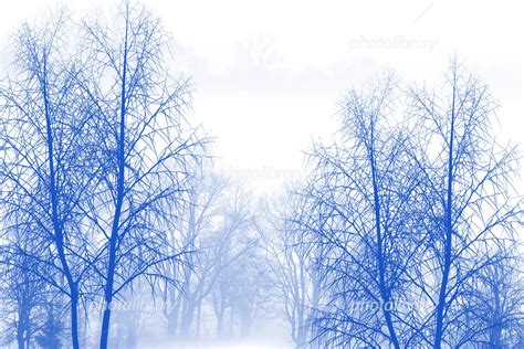 冬景色の写真