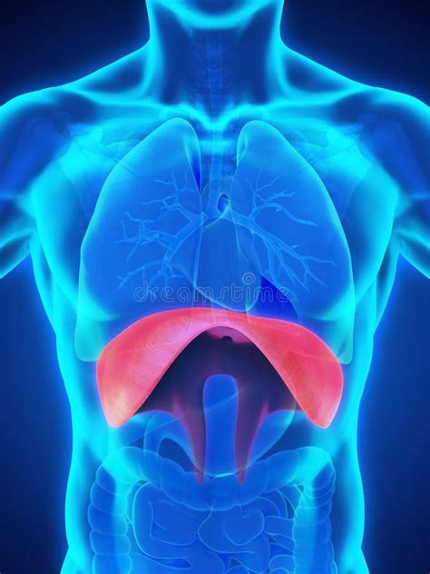 Anatomia Humana Do Diafragma Ilustração Stock Ilustração De Anatômico