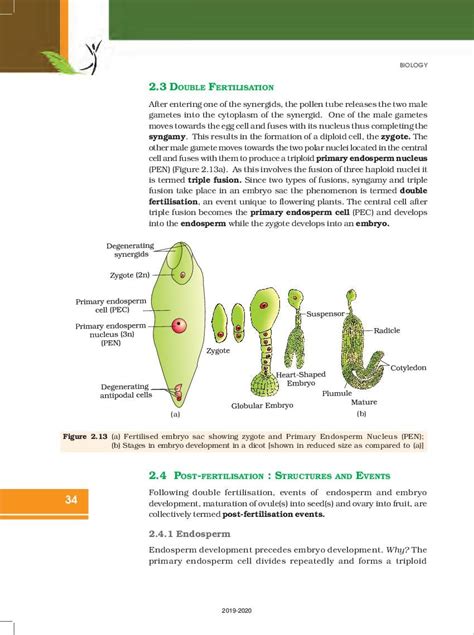 Ncert Book Class 12 Biology Chapter 2 Human Reproduction Pdf Aglasem