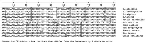 multiple alignment of xist exon 6 a 91 bp part of exon 6 was aligned