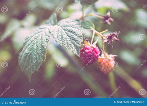 Branch With Ripe Raspberry In The Garden Stock Photo Image Of Focus