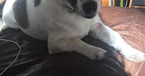 Badger The Jack Russell Album On Imgur