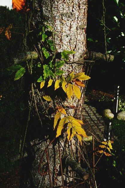 Premium Photo Vines On Tree Trunk