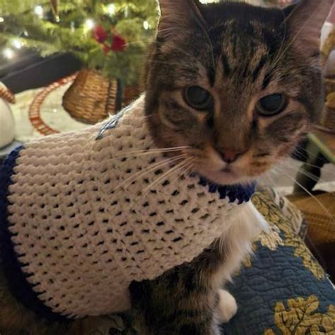 Made To Order Bee Cat Costume Crochet Bee Cat Sweater Etsy