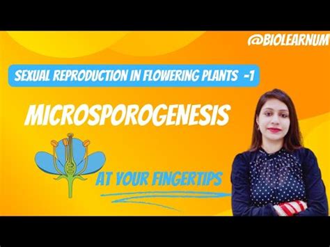 MICROSPOROGENESIS CLASS SEXUAL REPRODUCTION IN FLOWERING PLANTS IN DETAIL