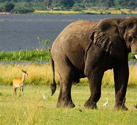 O Mistério Da Morte De Mais De 350 Elefantes Em Botswana Mega Curioso