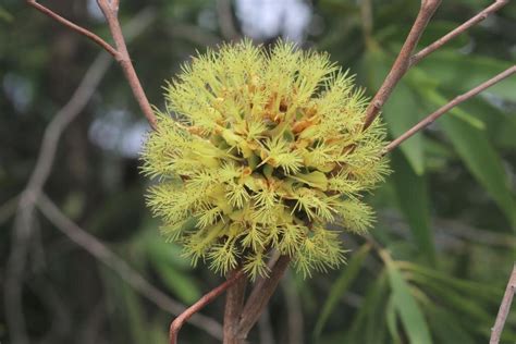 Asteromyrtus Symphyocarpa Liniment Tree Territory Native Plants