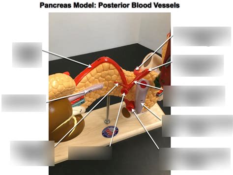 Pancreas Model Posterior Blood Vessels Diagram Quizlet
