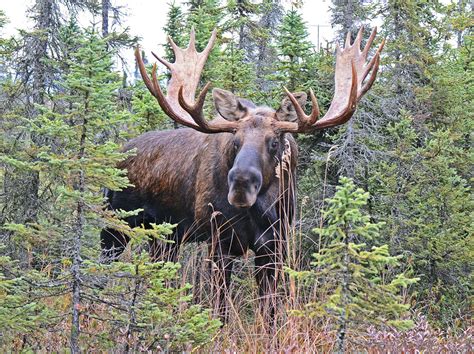 Alaskan Moose Facts Distribution Habitat Size Pictures