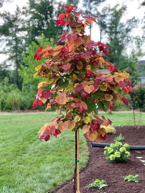 Flame Thower Redbud Cercis Canadensis ‘nc2016 2 Lawns Tree Farm Llc