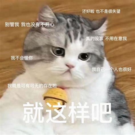 小猫咪 就这样吧 委屈猫咪强装没事，自我安慰 就这样吧”，满满心酸感表情包图片动图 求表情网斗图从此不求人