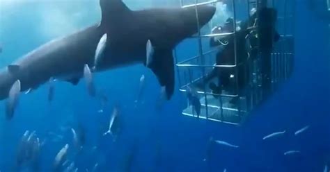 Minutos de pánico en Isla Guadalupe un tiburón blanco murió desangrado en una jaula de turistas