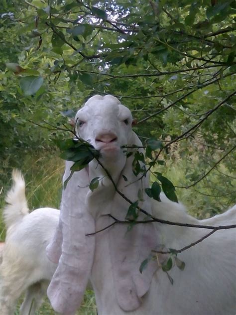 Домашнее сыроделие Ода сырам Рубрика кулинарных рецептов с сыром Коктейльное сырное