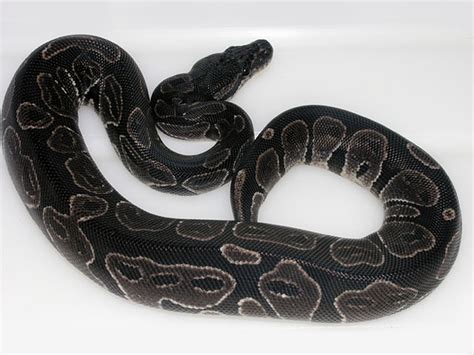 Black Axanthic Ball Python
