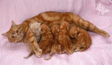 Рыжая кошка Вот слышал такое что почти не бывает рыжых кошек типа редкость это так