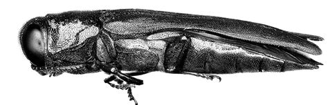 Emerald Ash Borer An Emerging Threat To Cook County North Shore