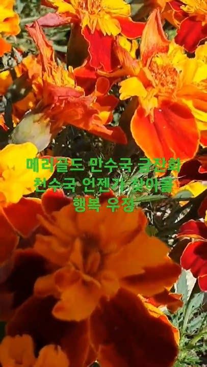 반드시오고야말행복 메리골드 만수국 천수국 메리골드꽃말우정 금잔화꽃말반짝이는사랑 희망입니다 정말 고대합니다 Youtube