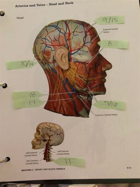 Practical 1 Diagram Quizlet