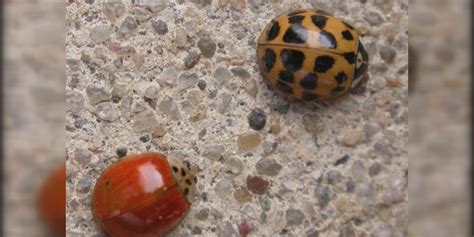 Homeowners Dealing With Asian Lady Beetles