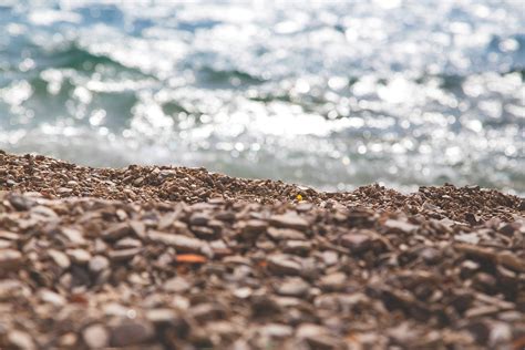 Free Images Beach Sea Water Nature Sand Rock Snow Leaf Flower