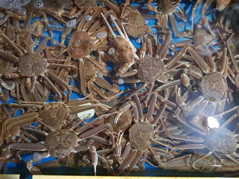 K수산 킹크랩 대게 홍게 각종해산물 도 소매 납품전문점 Band