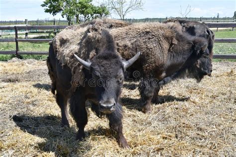 Austria Bison Breeding Stock Image Image Of Mammal 219705605