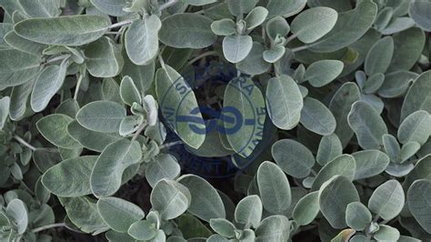 Seatarra Ingredient Alliance On Linkedin Herbal Remedies For Enhancing