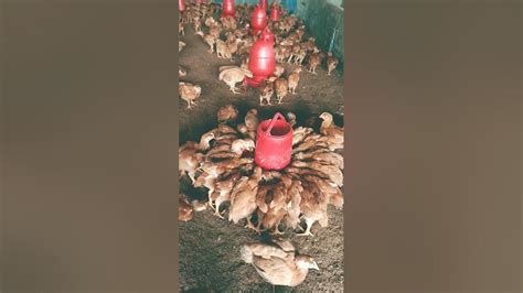 ২৭ দিনের টাইগার মুরগির বাচ্ছা। Agrofarmbd24 Shakilfarming কৃষিখামার Chickenlegpiece Youtube