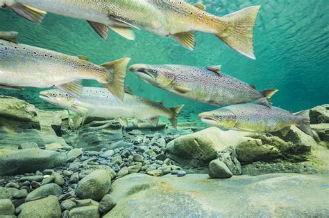 Atlantic Salmon Migrating For Spawning Stock Image C048 3830 Science Photo Library